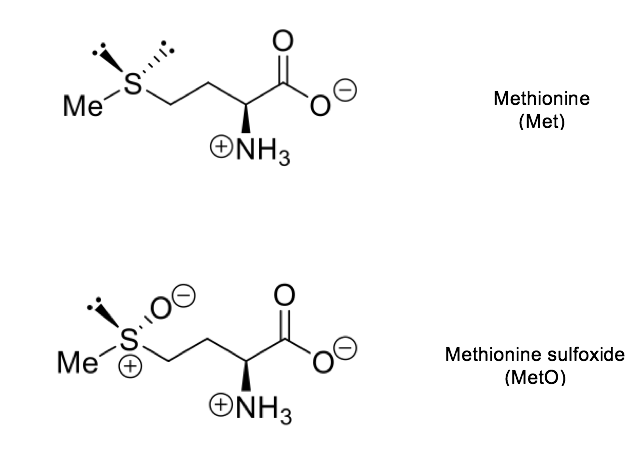 Methionine in Proteins – ptm