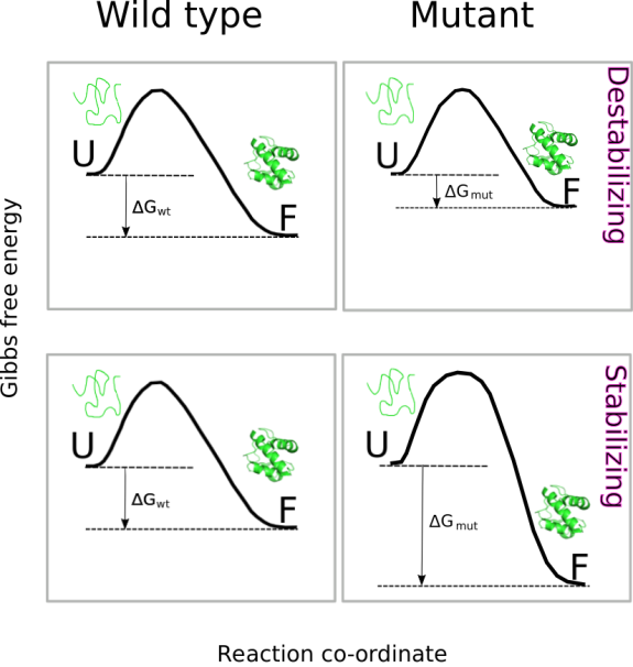 The Effect of PTM on Protein Stability – ptm